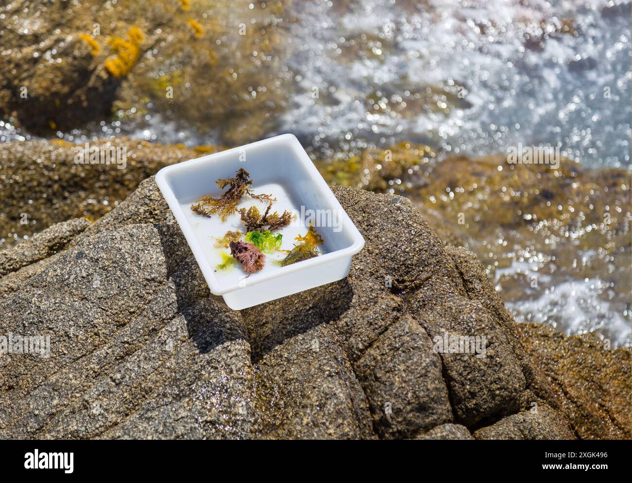 A white tray with some algae samples for a lesson. It’s on some rocks ...