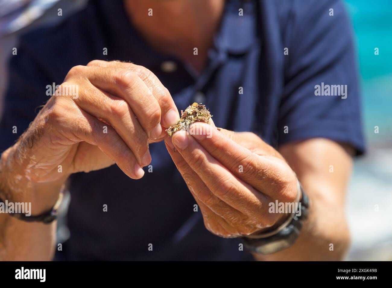 Algae class hi-res stock photography and images - Alamy