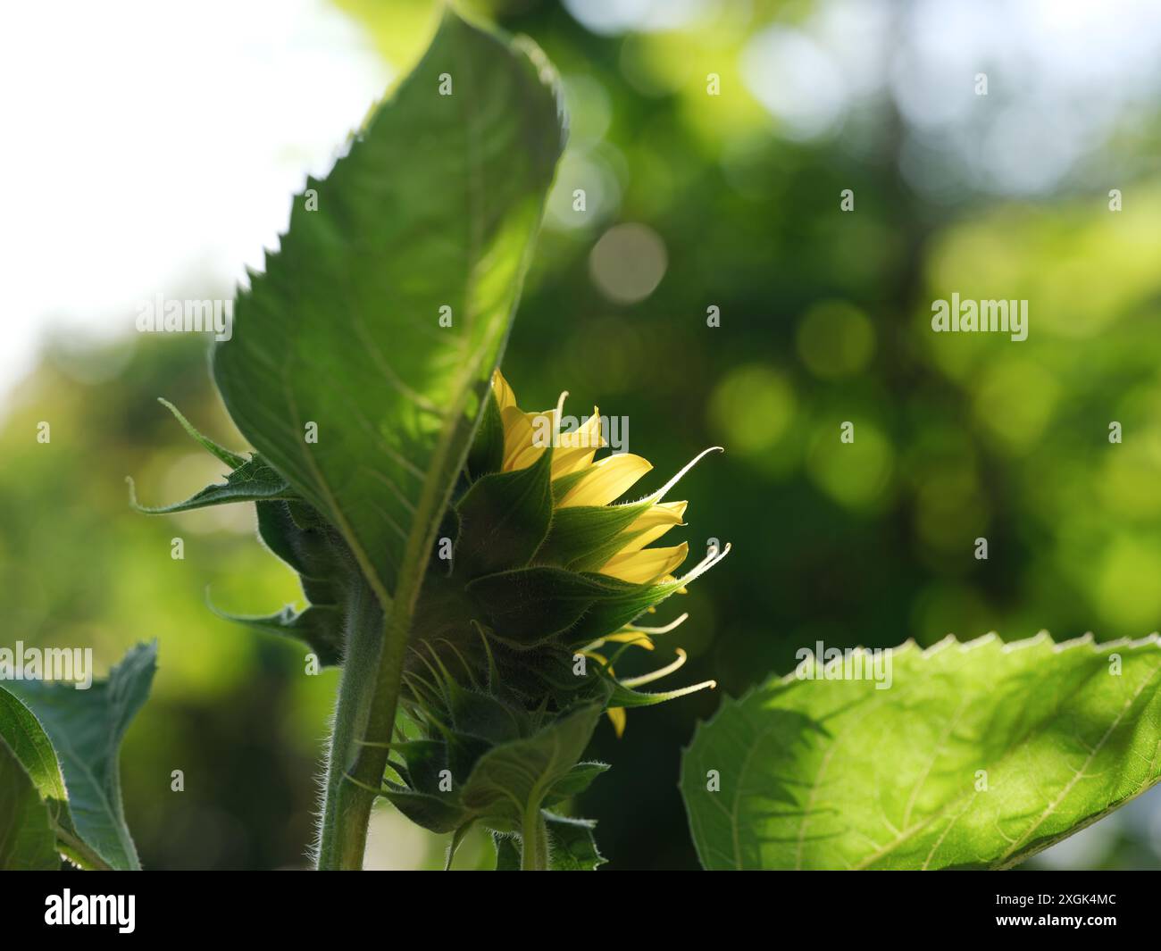 The back side of a sunflower in a field during summer. Close up Stock ...