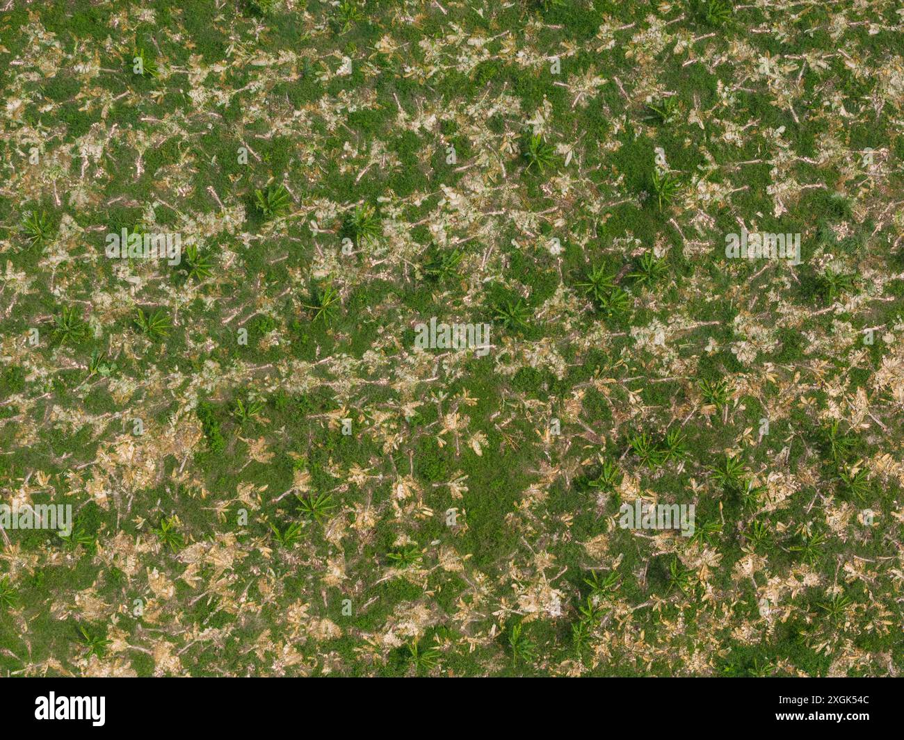 Dry agricultural field with cut tree aerial above top view Stock Photo ...