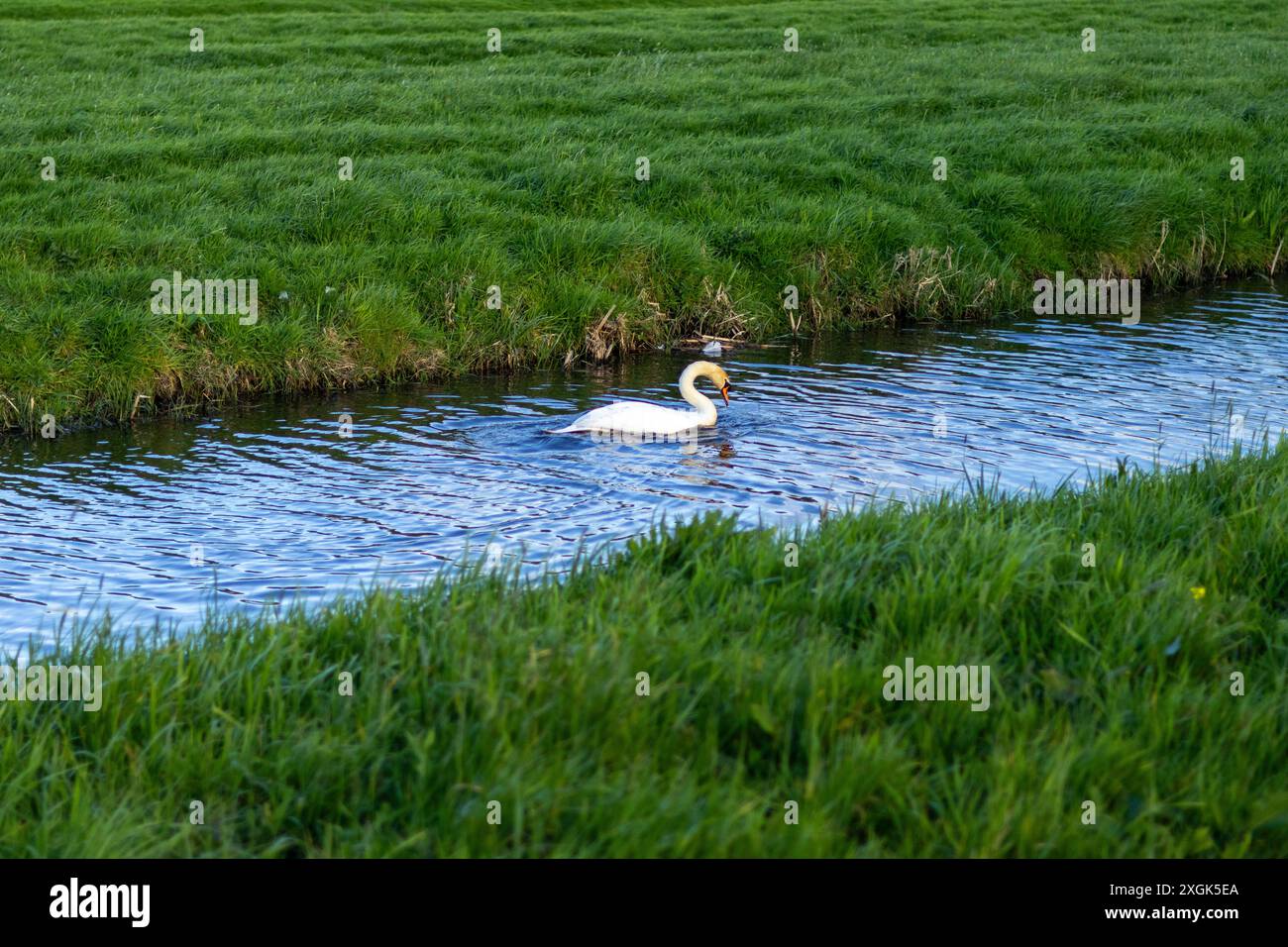 Swan footprint hi-res stock photography and images - Alamy