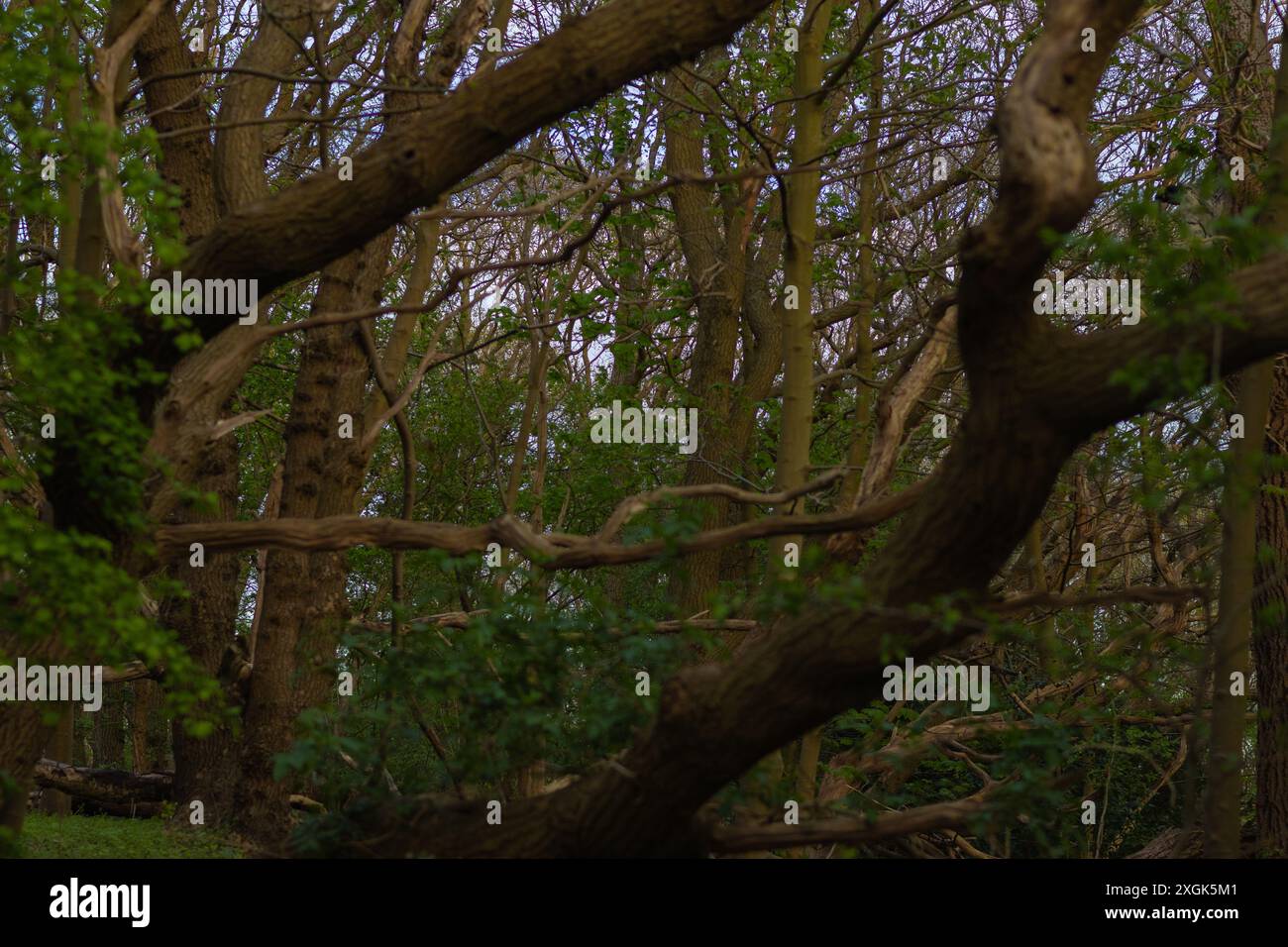 dense forest with branched out tree Stock Photo - Alamy