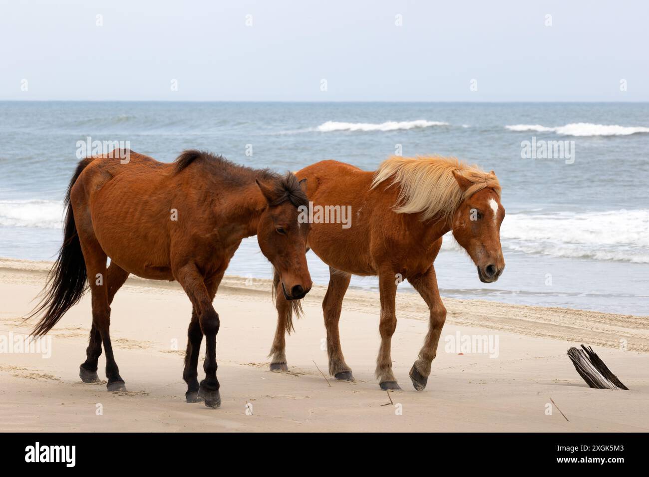 Wild horses roam 4-wheel beach in Corolla, Outer Banks in North ...