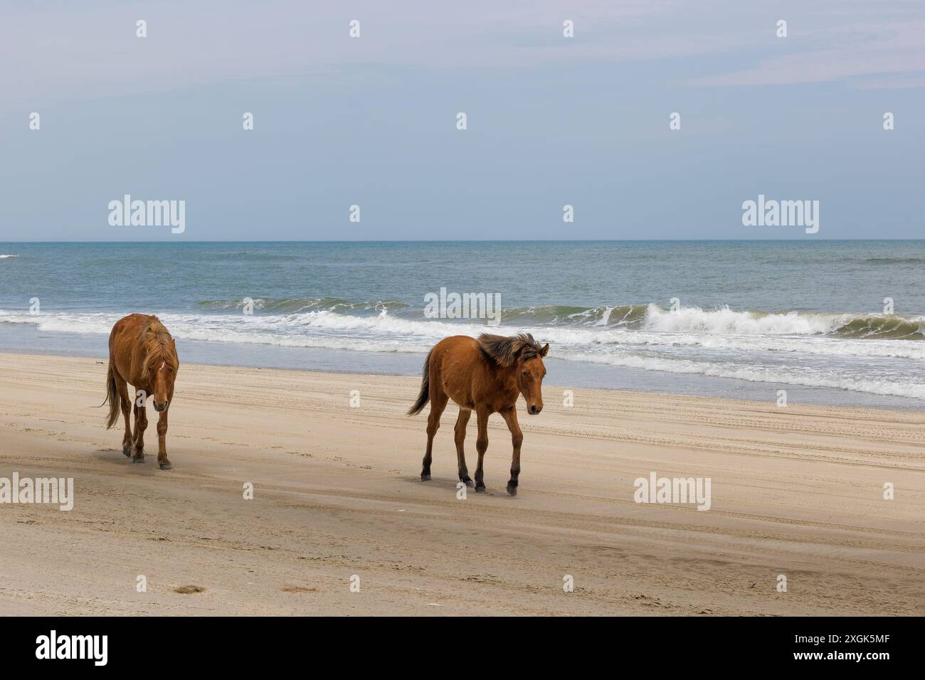 Wild horses roam 4-wheel beach in Corolla, Outer Banks in North ...