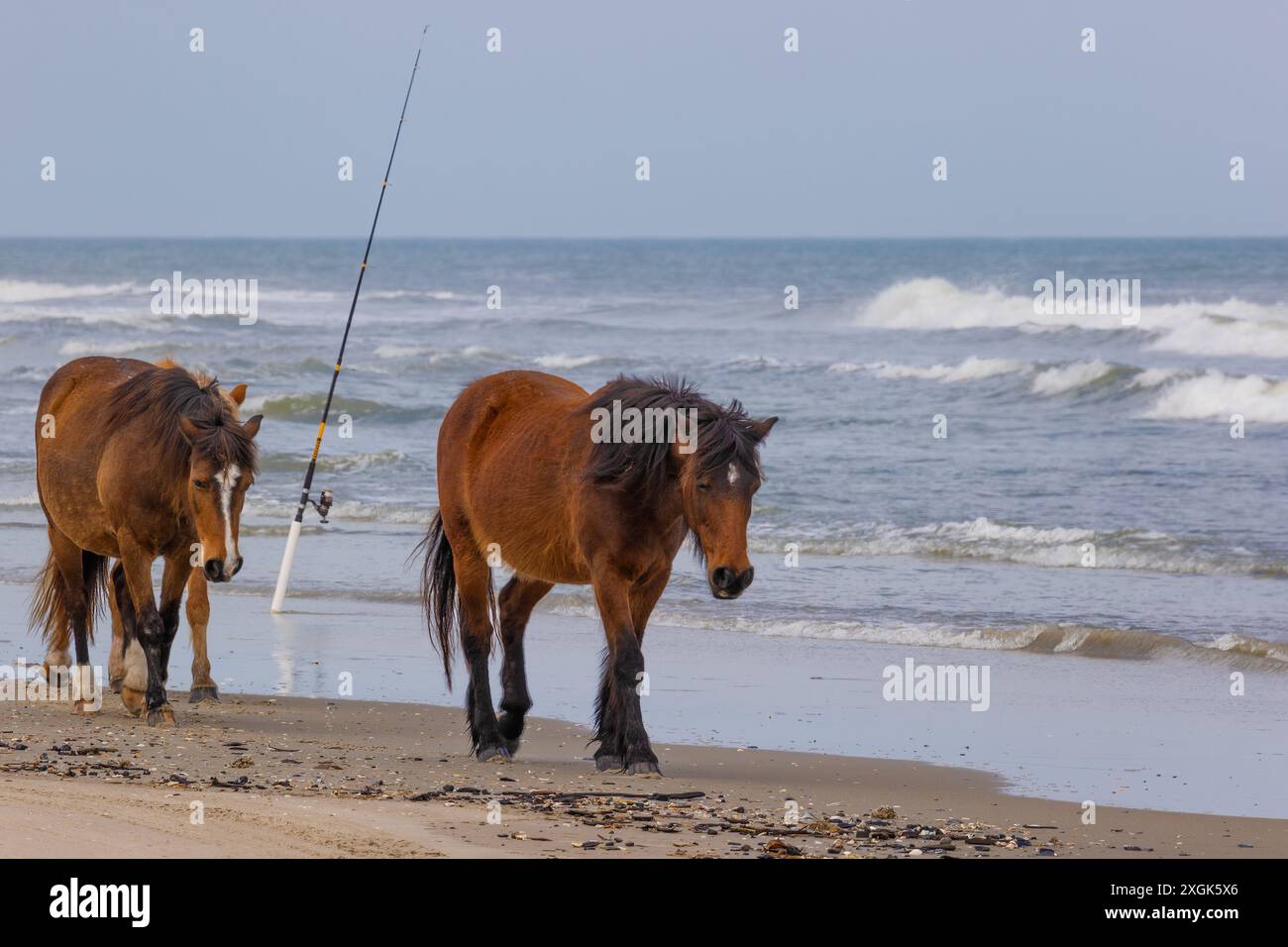 Wild horses roam 4-wheel beach in Corolla, Outer Banks in North ...