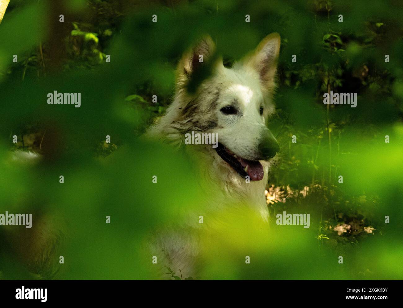 dog in the park seen trough a bush Stock Photo - Alamy