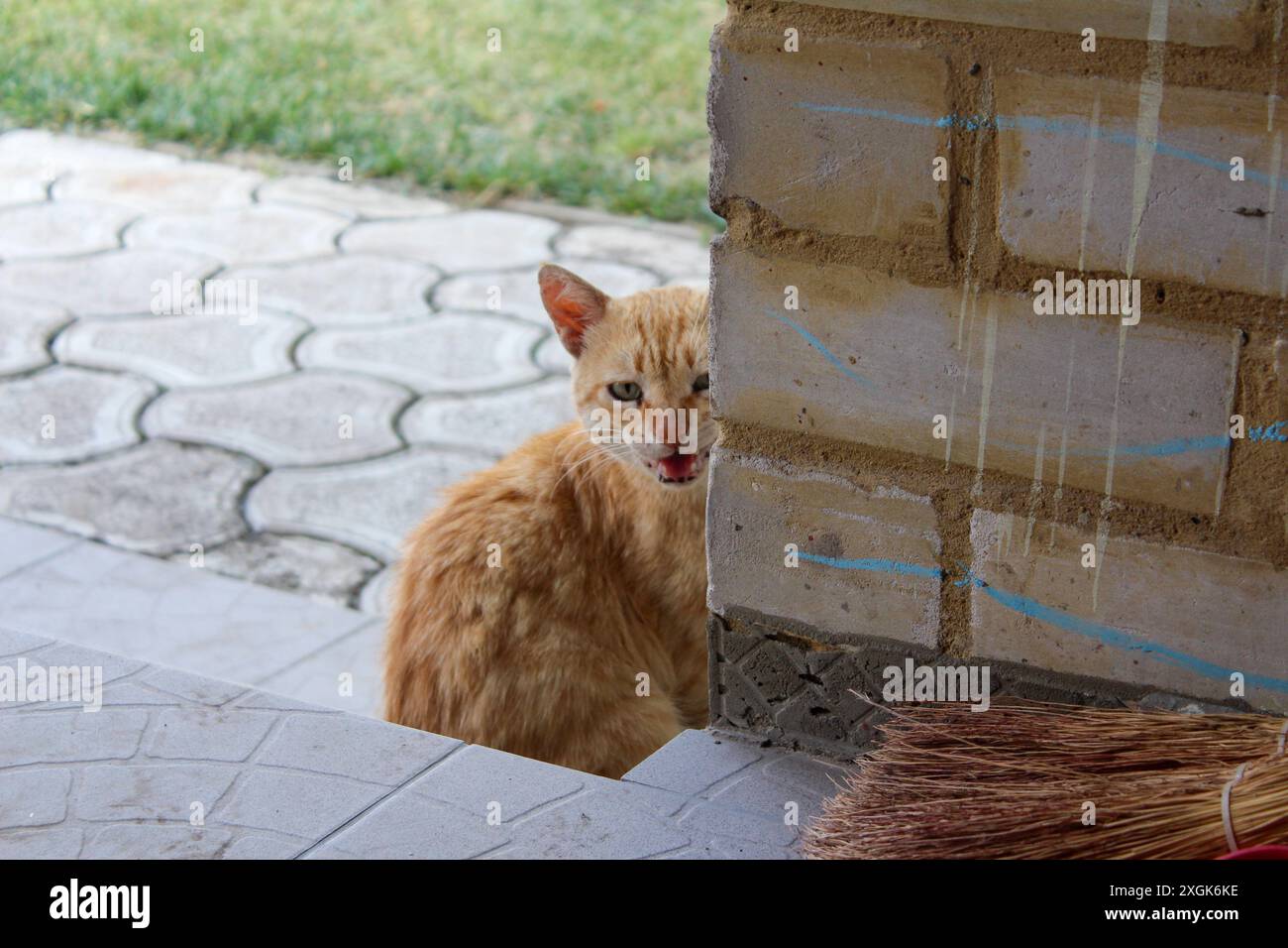 A bright orange cat with green eyes sits hiding behind a brick wall ...