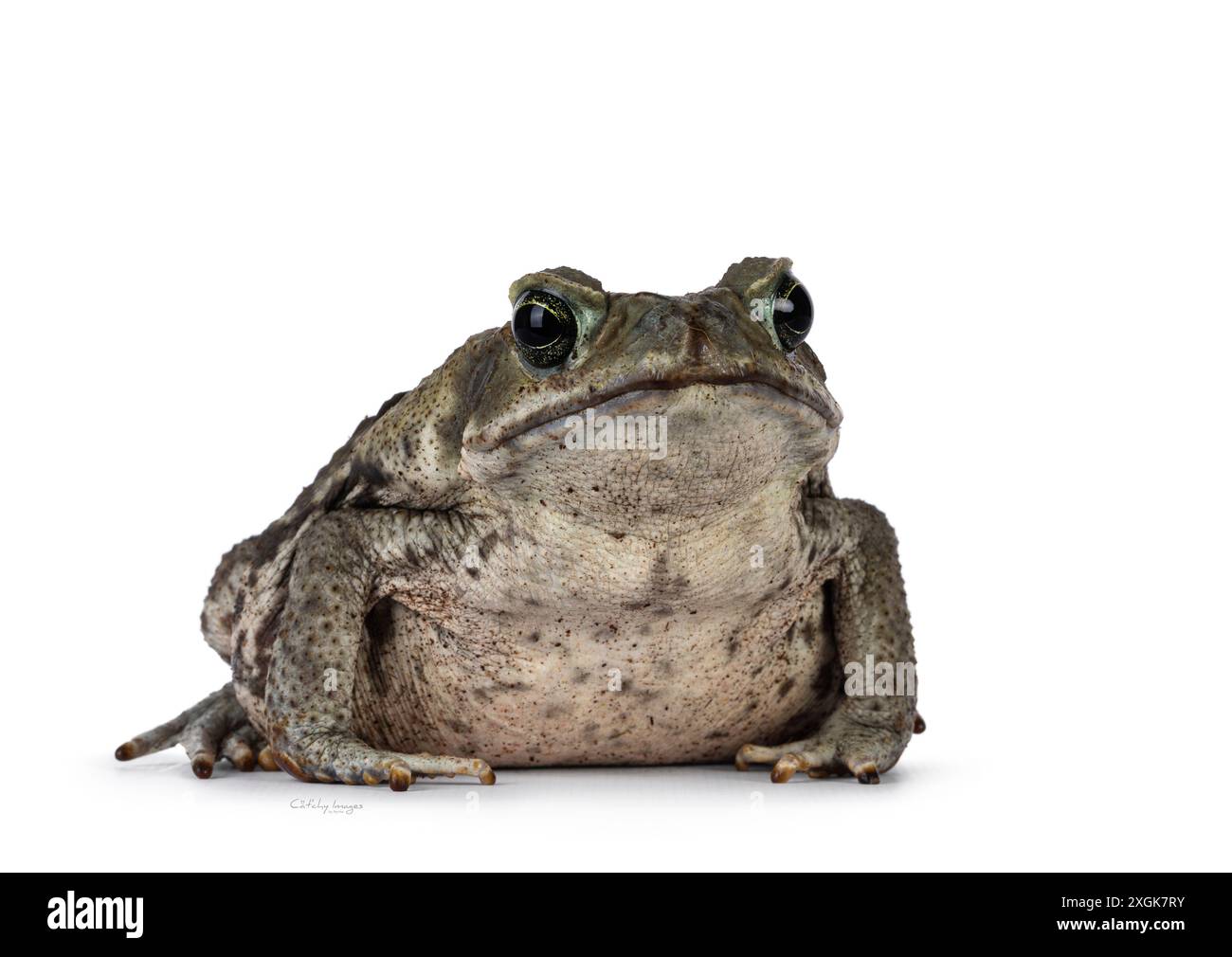 Large Rhinella Marina or Cane toad, sitting diagonal. Looking towards ...