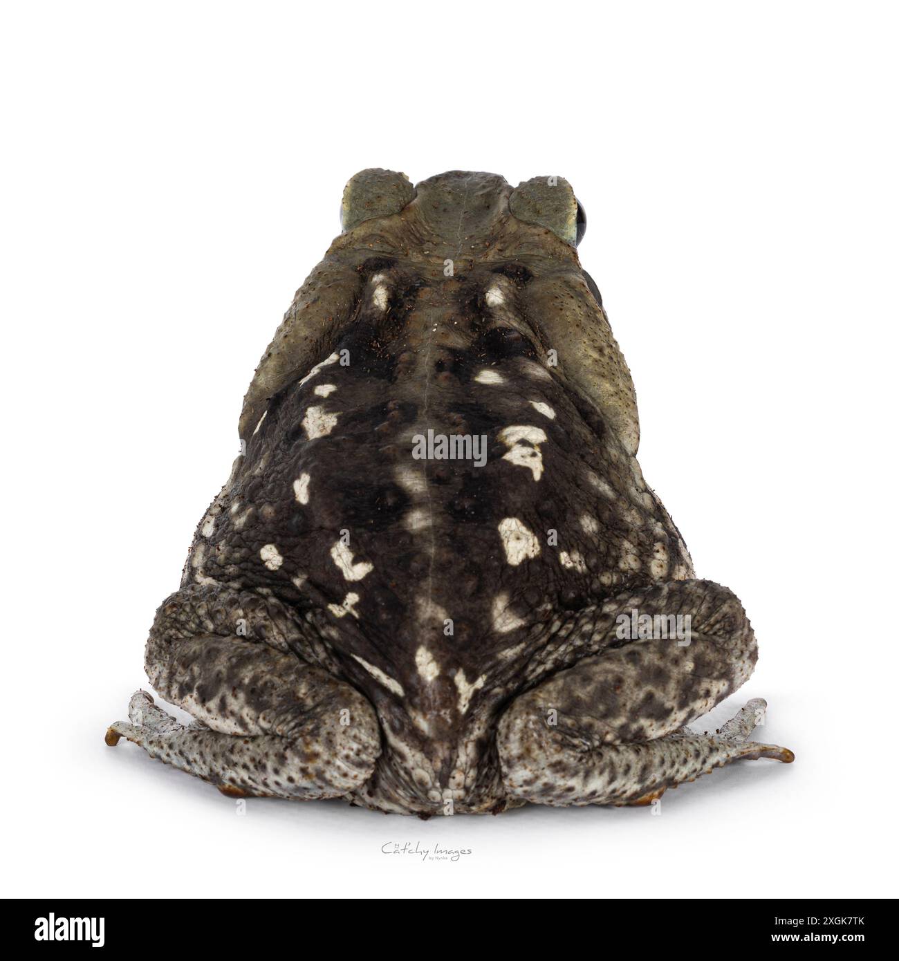 Large Rhinella Marina or Cane toad, sitting backwards showing skin and ...