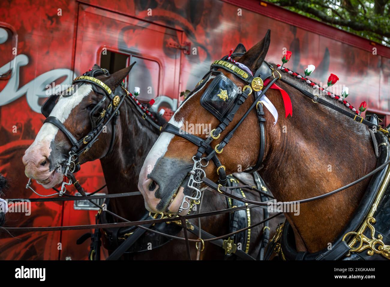 Budweiser beer delivery hi-res stock photography and images - Alamy