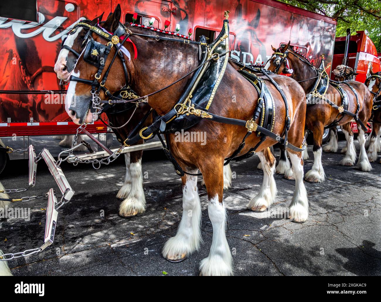 Budweiser Clydesdales Wallpaper
