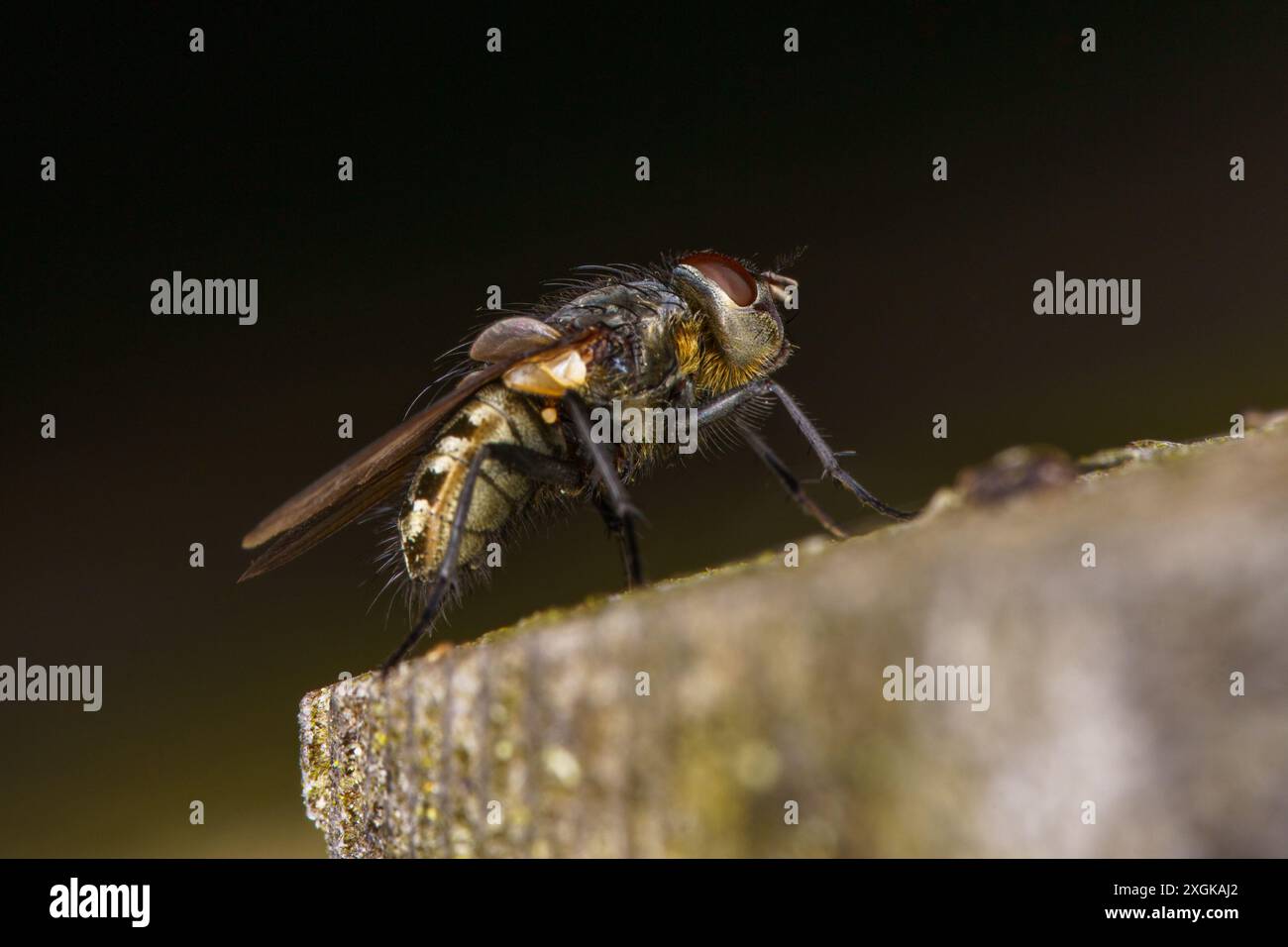 Genus Pollenia Cluster flies Family Polleniidae wild nature insect ...