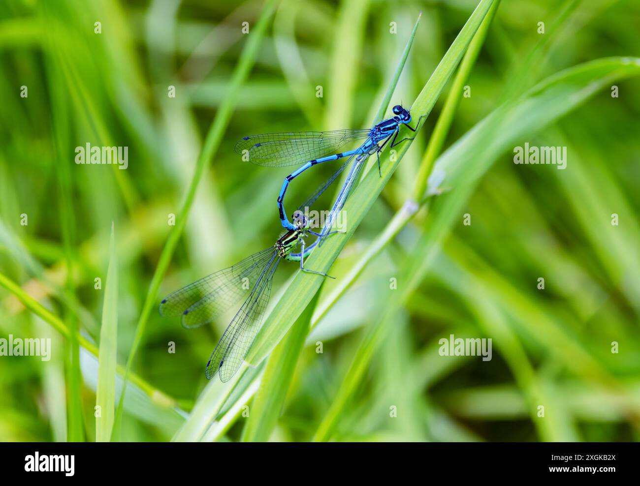 Damsel fly ireland hi-res stock photography and images - Alamy