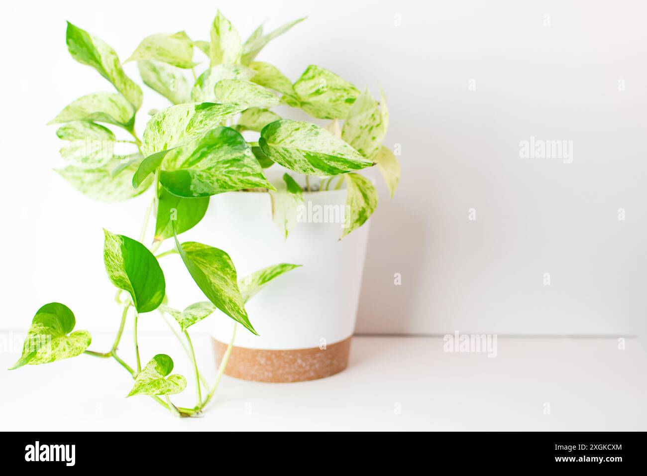 The white and green variegated leaves of Marble Queen Pothos (Snow ...