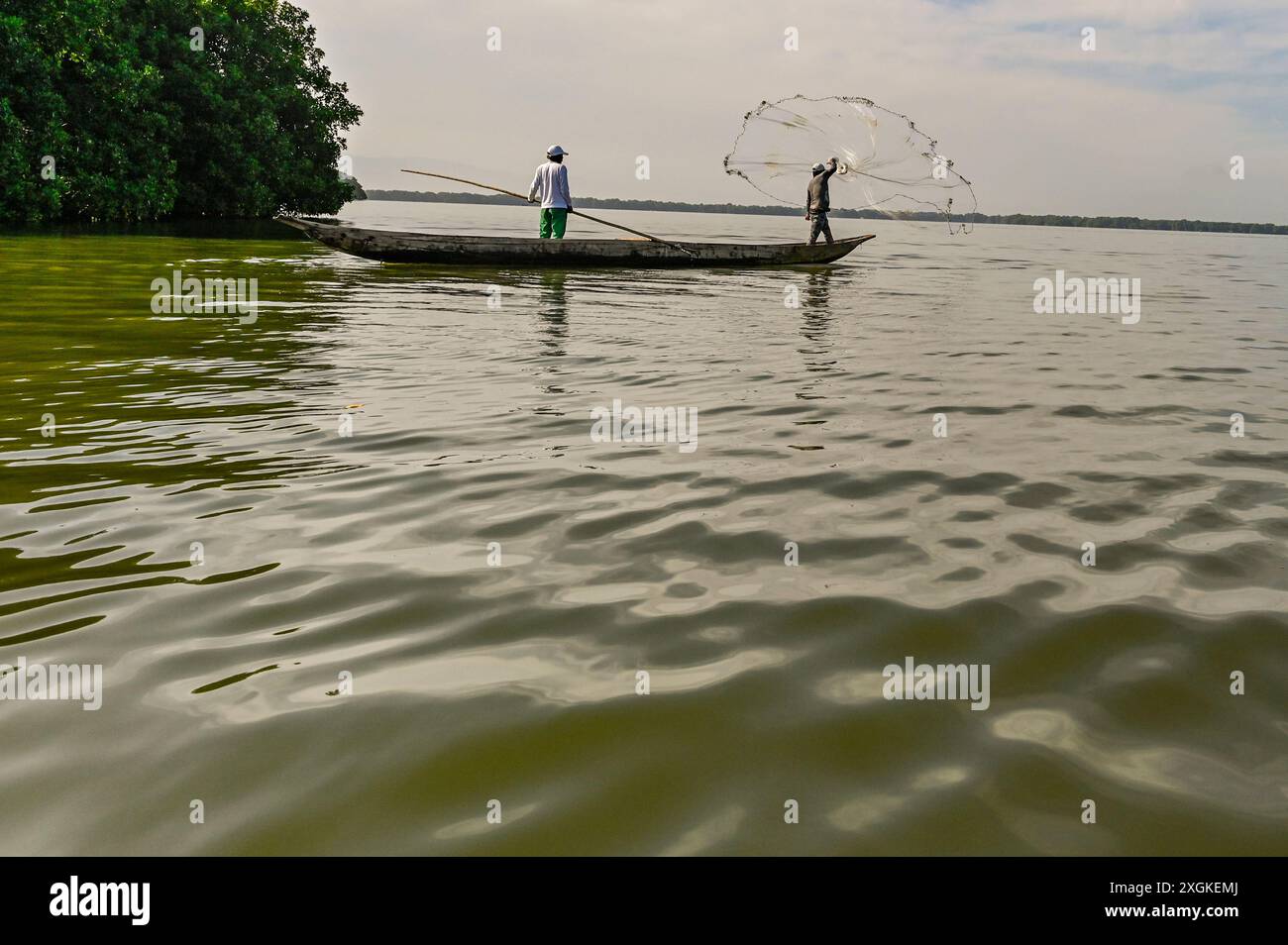 A fisherman in Ciénaga Grande skillfully maneuvers his boat, employing ...