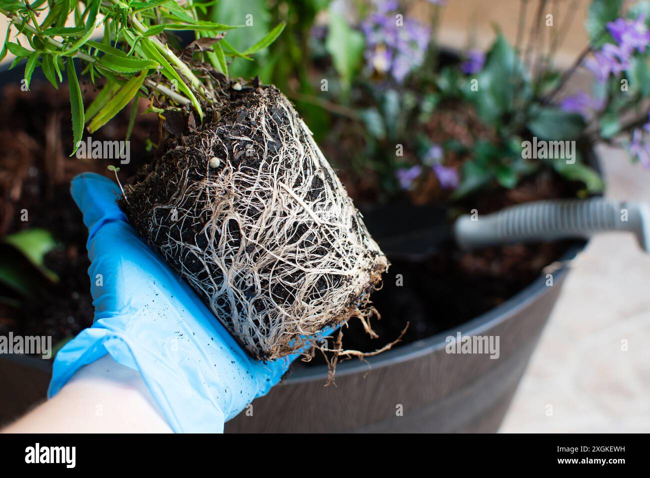 Ready to plant a plant. seedling with developed roots. Repotting a ...