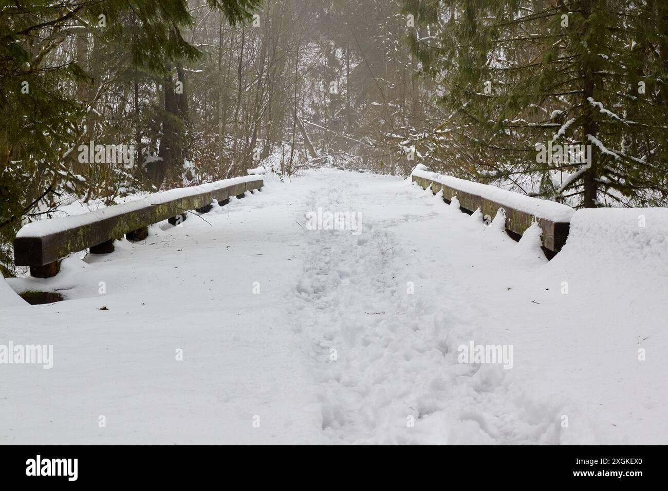 A pathway of footprints into the forest Stock Photo - Alamy