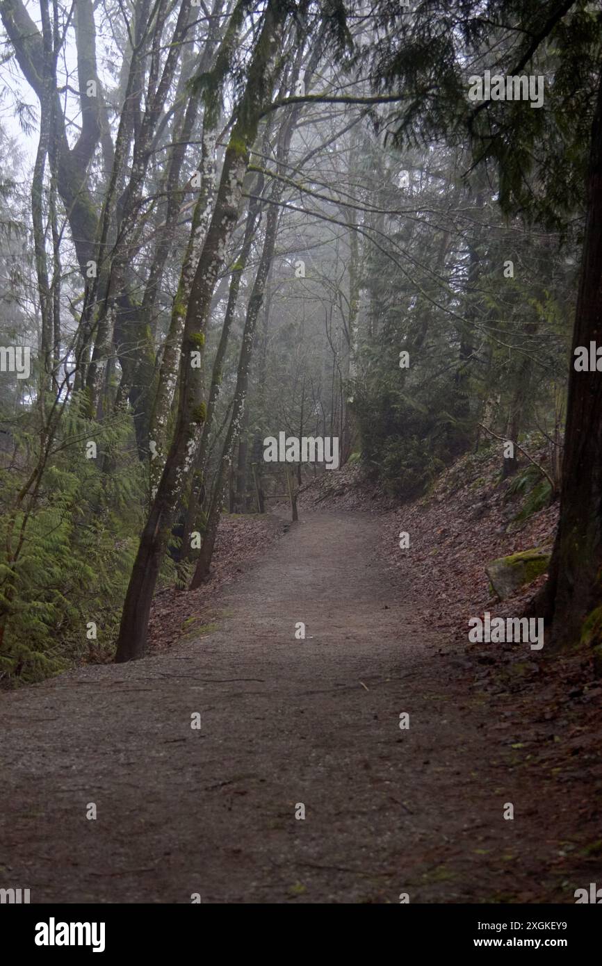 Moody Path in the Forest Stock Photo - Alamy