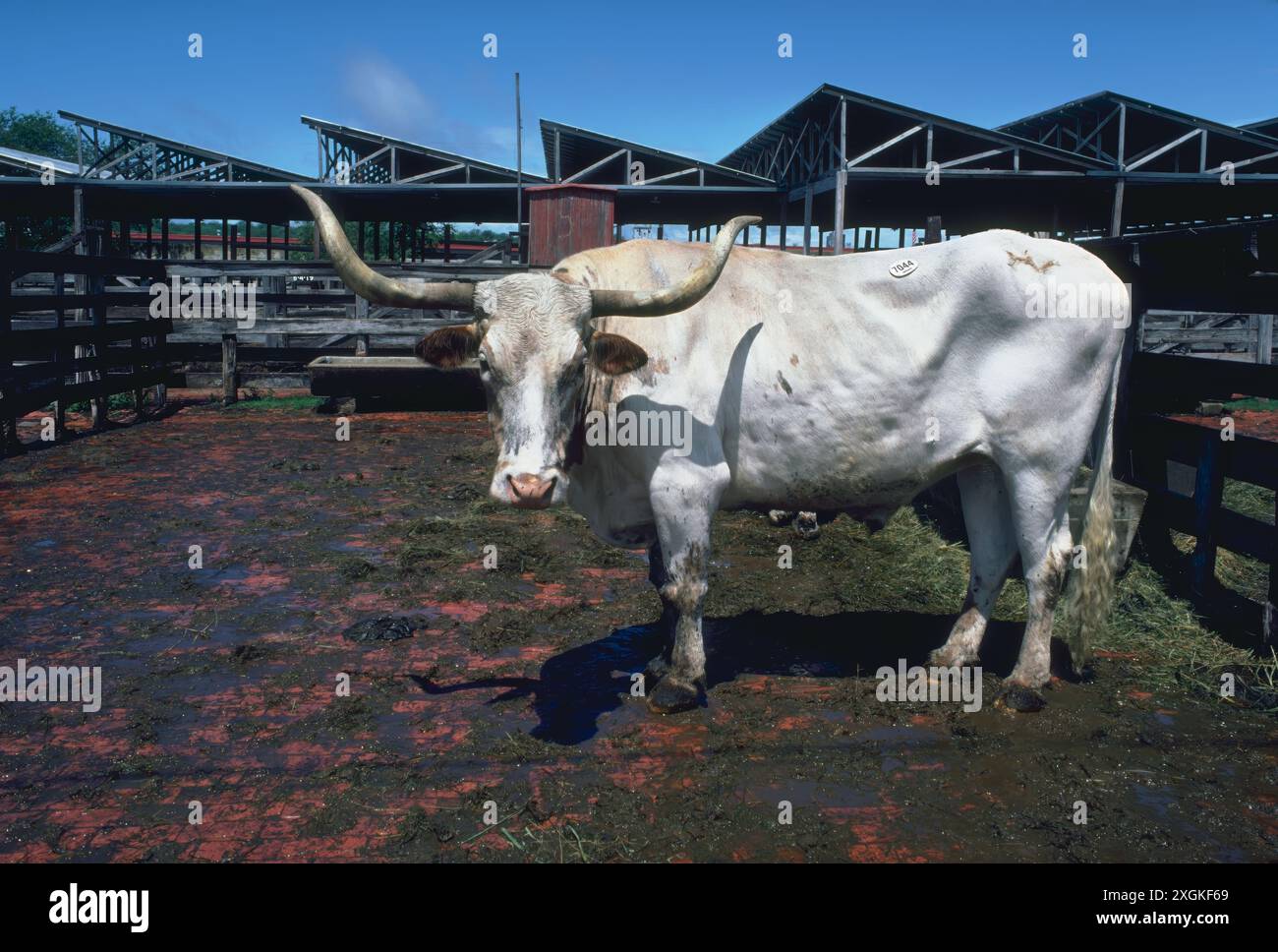 Historic cattle pens hi-res stock photography and images - Alamy