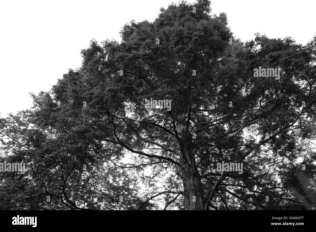 Foliage low view Black and White Stock Photos & Images - Alamy