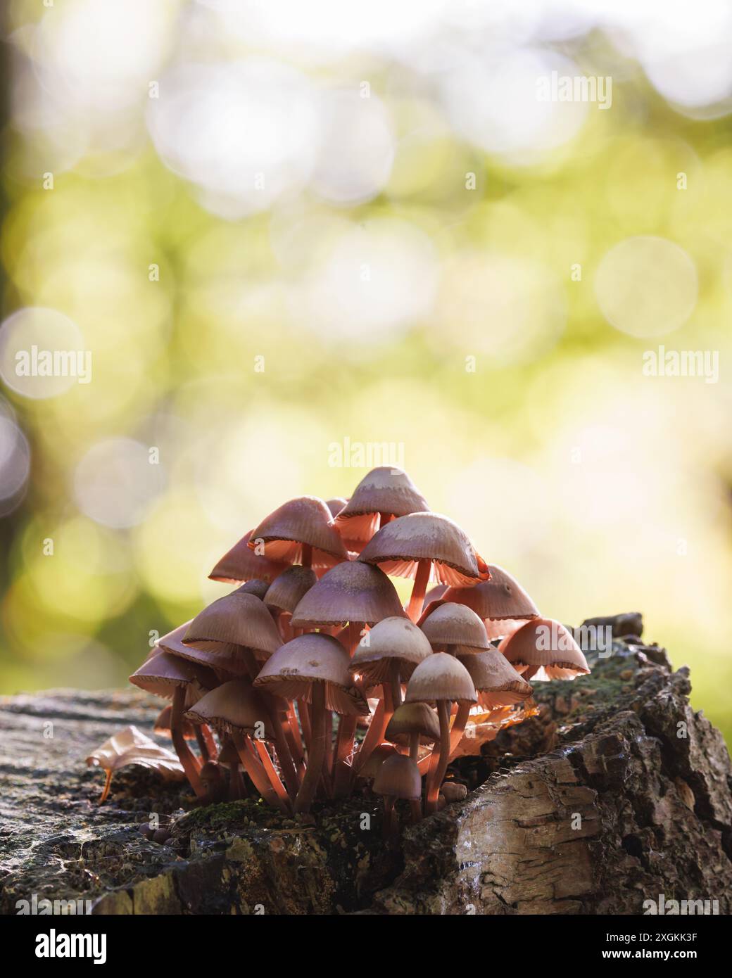 Group of Lilac Bonnet mushroom [ Mycena pura ] on rotten stump with ...