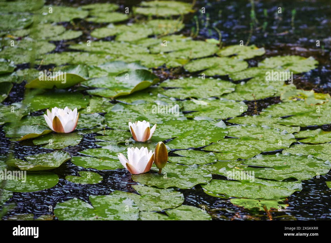 Water lilies with white flowers and round green pads in the rain in a ...