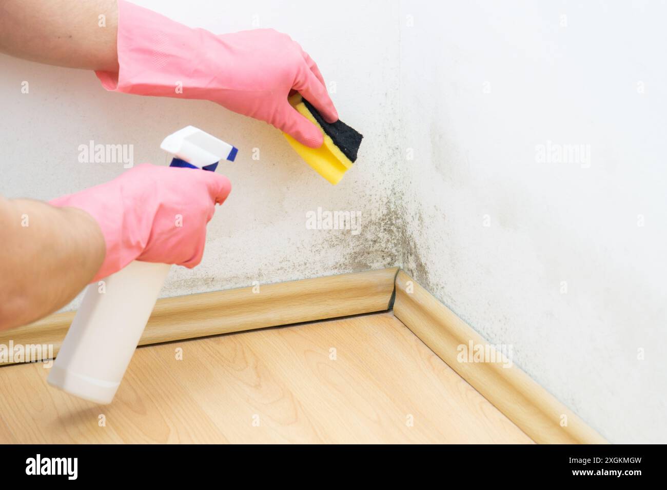 Hands With Gloves Cleaning Mold on a Wall With Sponge And Spray Bottle ...