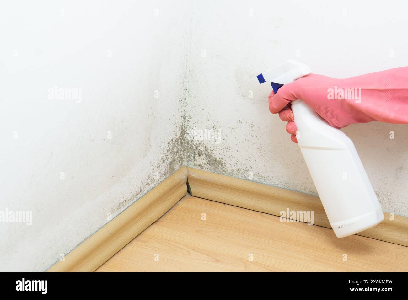 Hand With Glove Cleaning Mold on a Wall With Spray Bottle, hand with ...