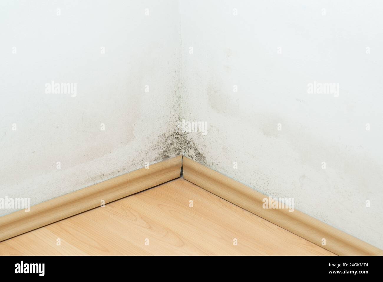 White mould mold moisture moist hi-res stock photography and images - Alamy