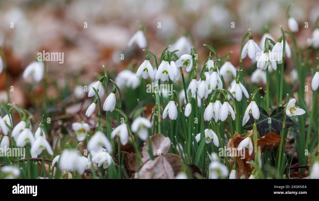drift of wild Snowdrop [ Galanthus nivalis ] on woodland floor Stock ...