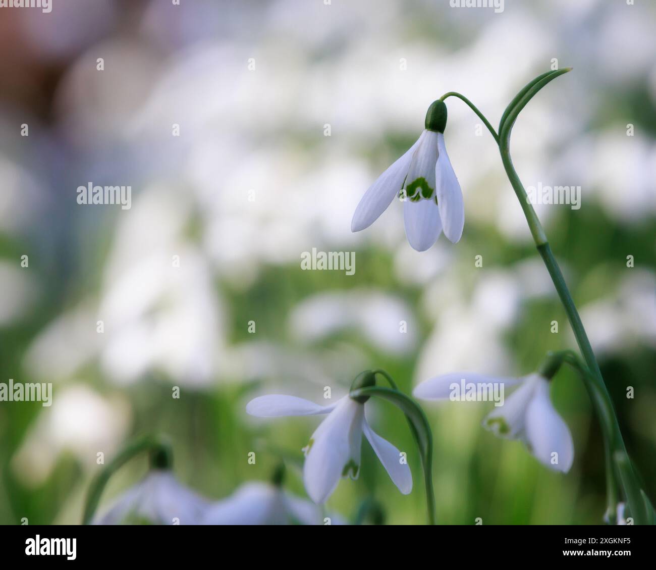 Wild Snowdrop [ Galanthus nivalis ] one flower above out of focus group ...