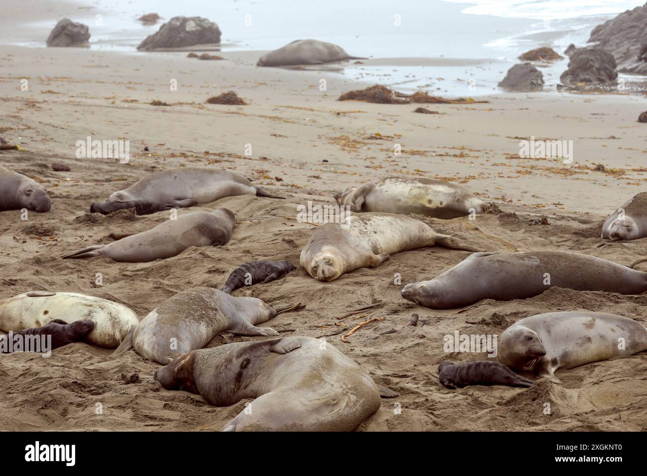 Gathering of elephant seals hi-res stock photography and images - Alamy