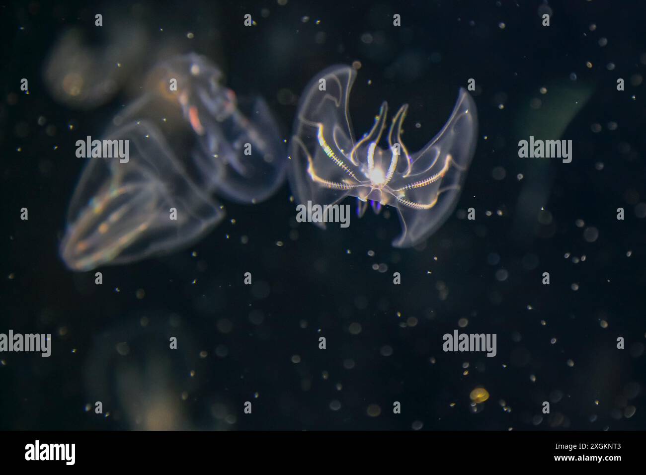 tiny clear jellyfish floating around in an aquarium Stock Photo - Alamy