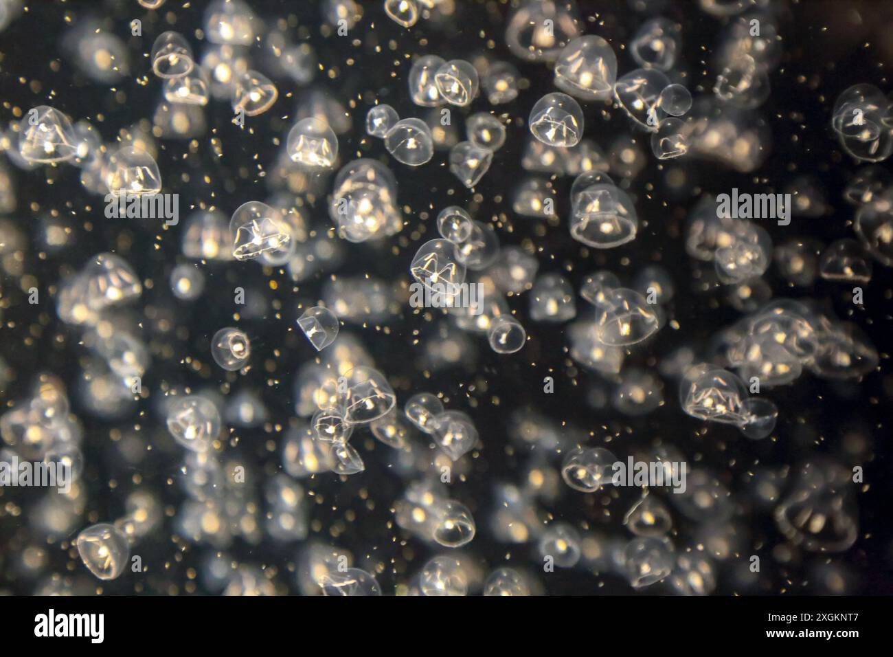 tiny clear jellyfish floating around in an aquarium Stock Photo - Alamy