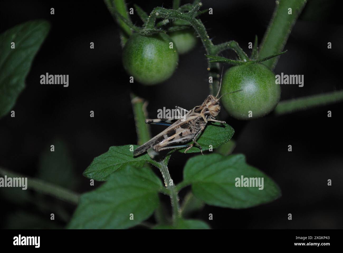 grasshopper eating tomato plant Stock Photo - Alamy