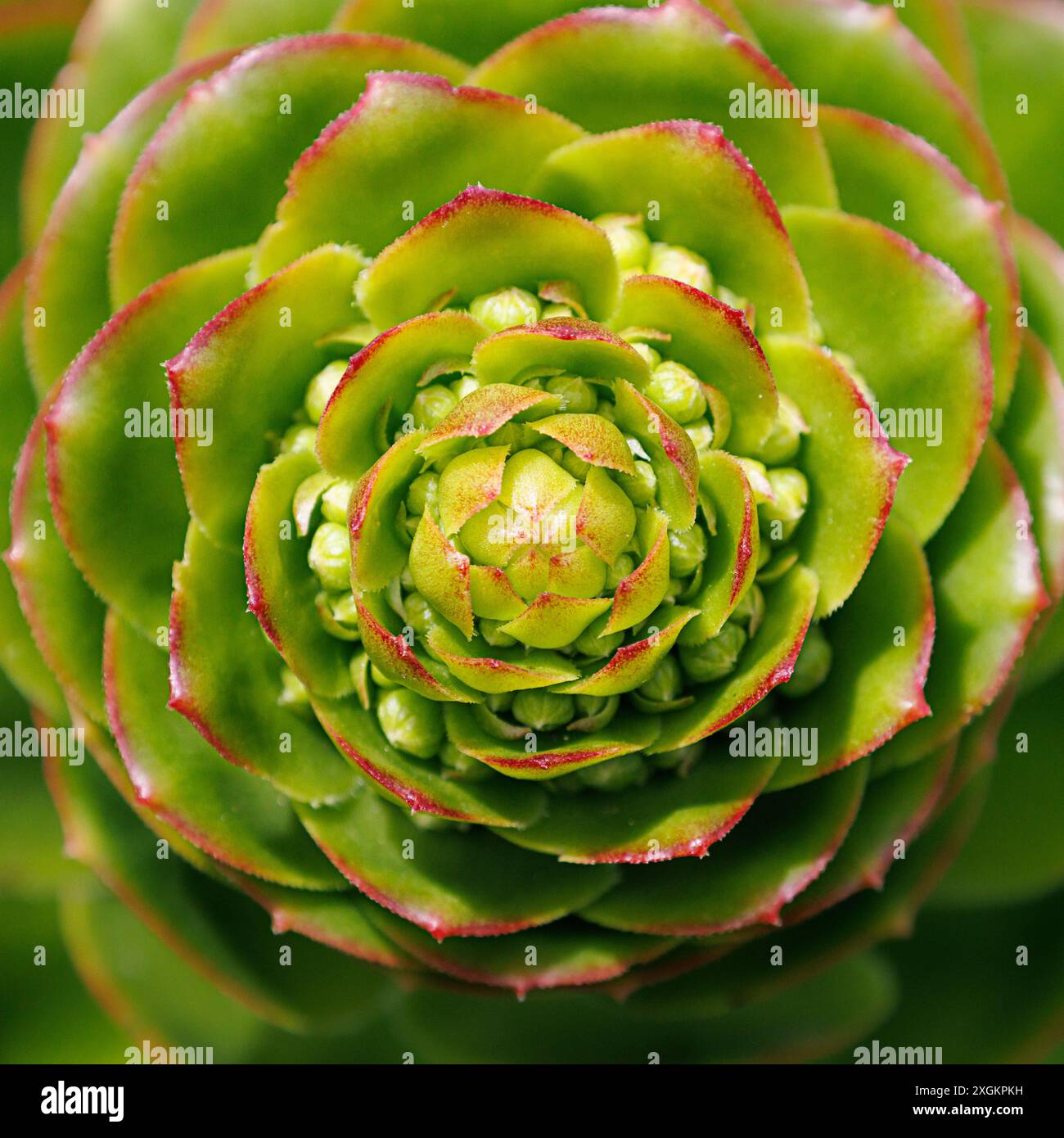 Radiating pattern hi-res stock photography and images - Alamy