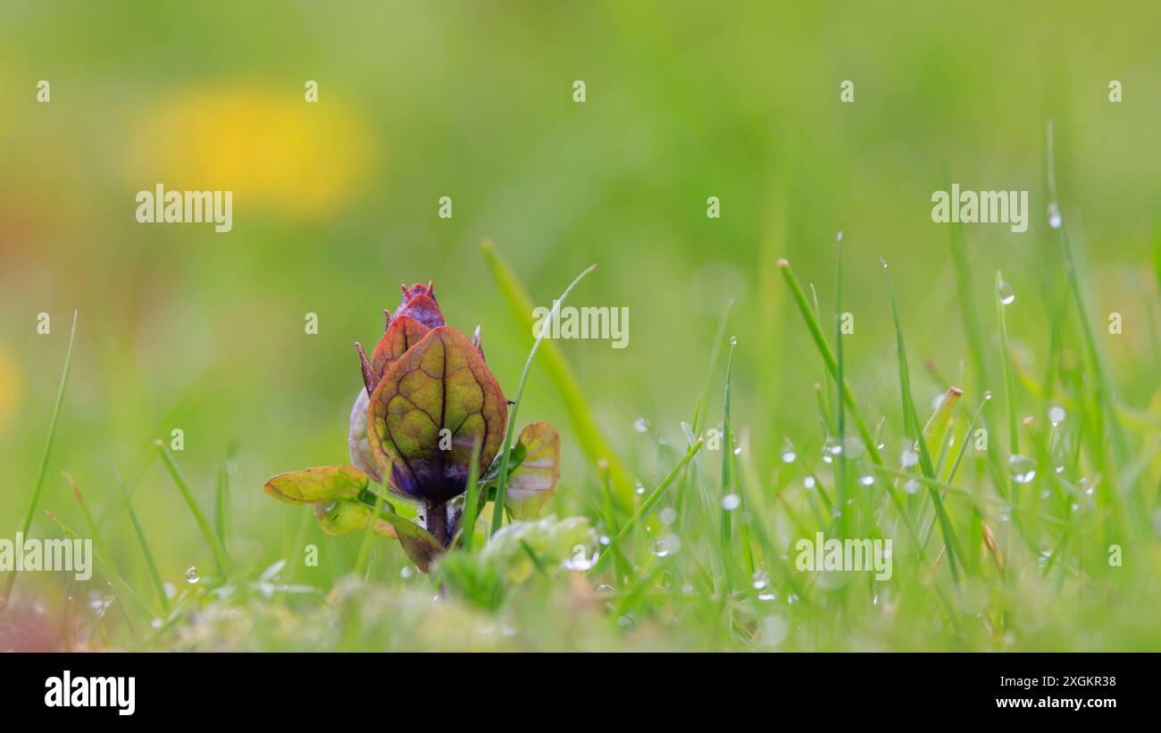 Ajuga sp hi-res stock photography and images - Alamy