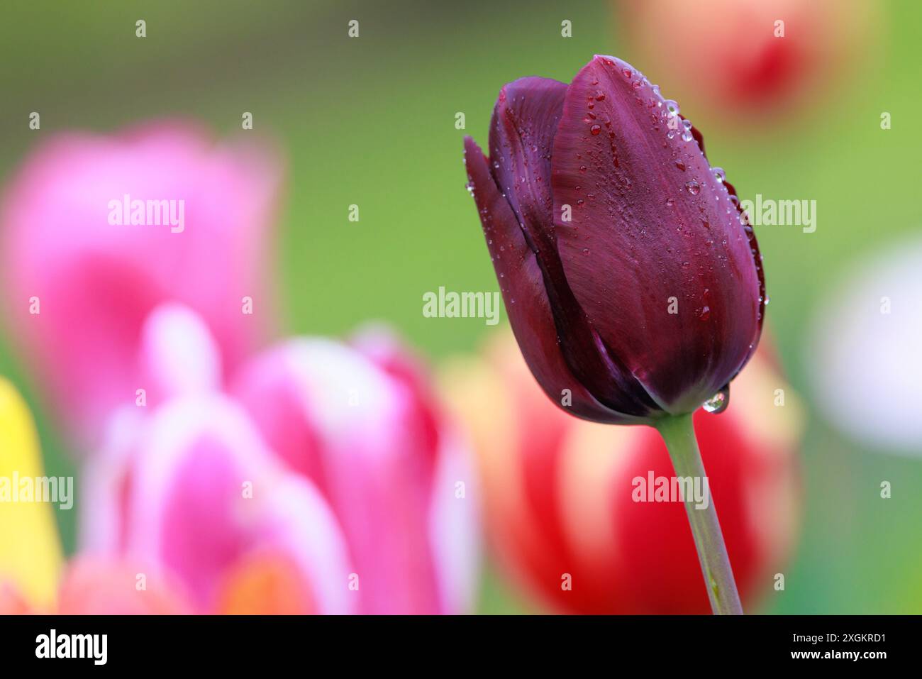 Dark red tulip hi-res stock photography and images - Alamy