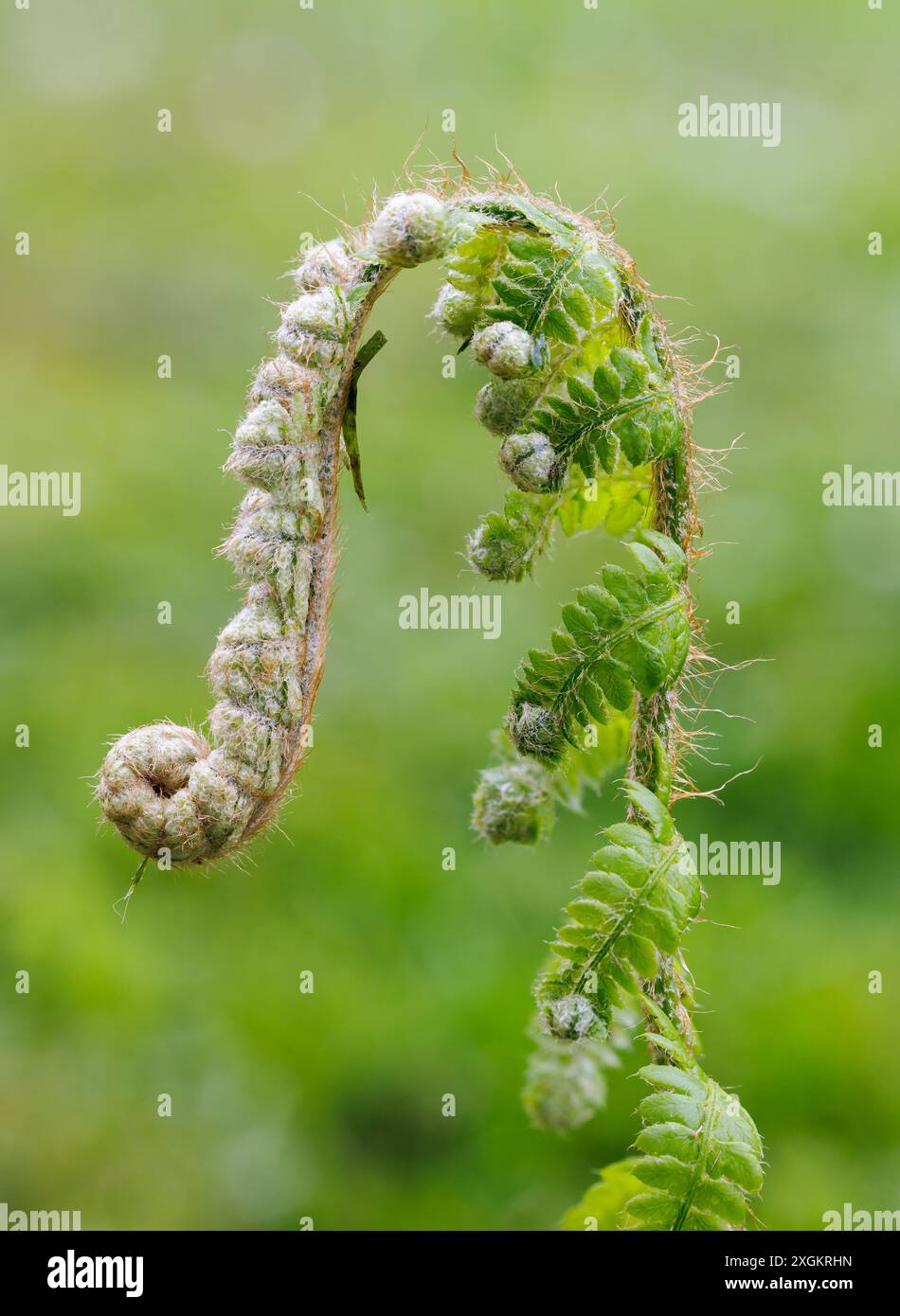 Unfurling fern hi-res stock photography and images - Alamy
