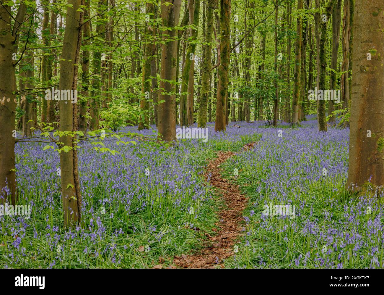 Bluebells [ Hyacinthoides non-scripta ] amongst trees with winding path ...