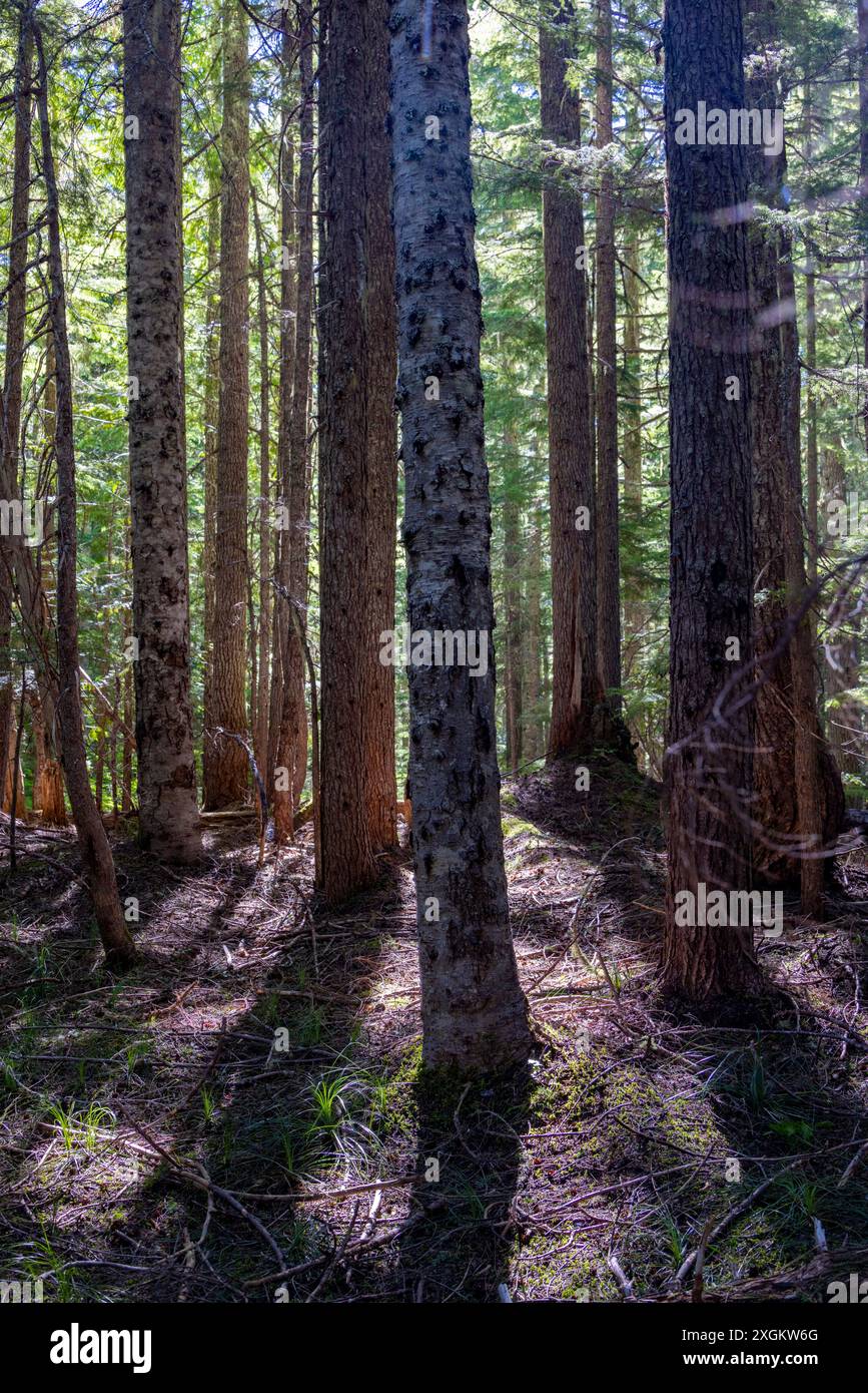 Rampart ridge rainier hi-res stock photography and images - Alamy