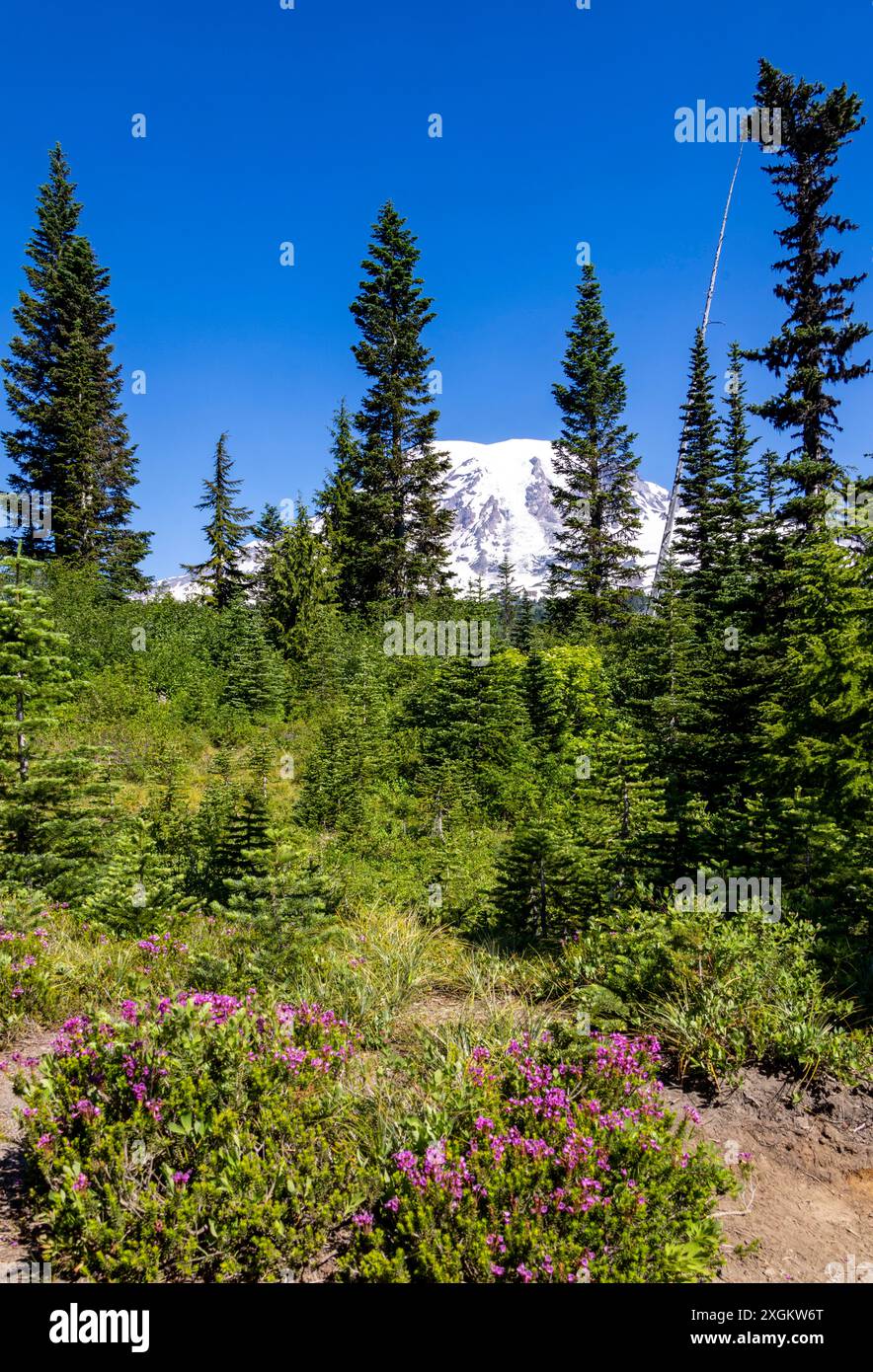 Mount Rainier from Snow Lake Hiking trail, Mount Rainier National Park ...