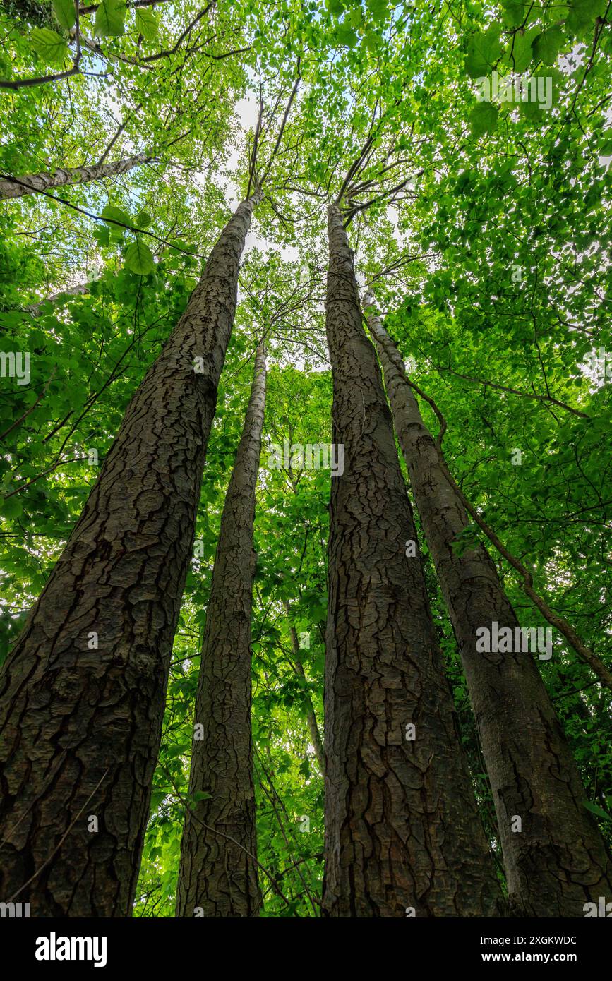 Looking up to tree canopy hi-res stock photography and images - Alamy