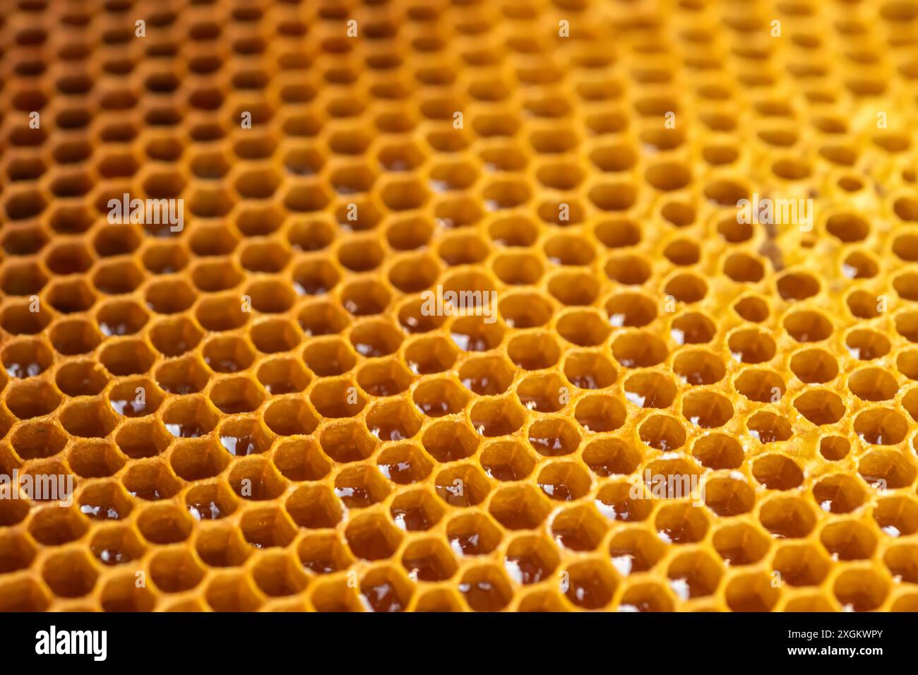 honeycomb frame, revealing the intricate structure of beeswax cells ...