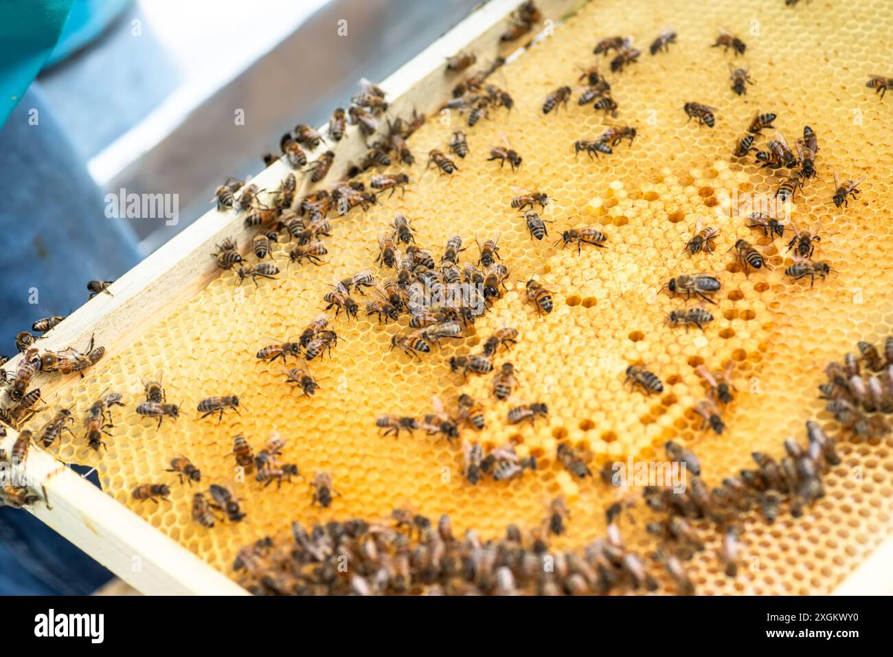 Honey bees working on a honeycomb frame Stock Photo - Alamy