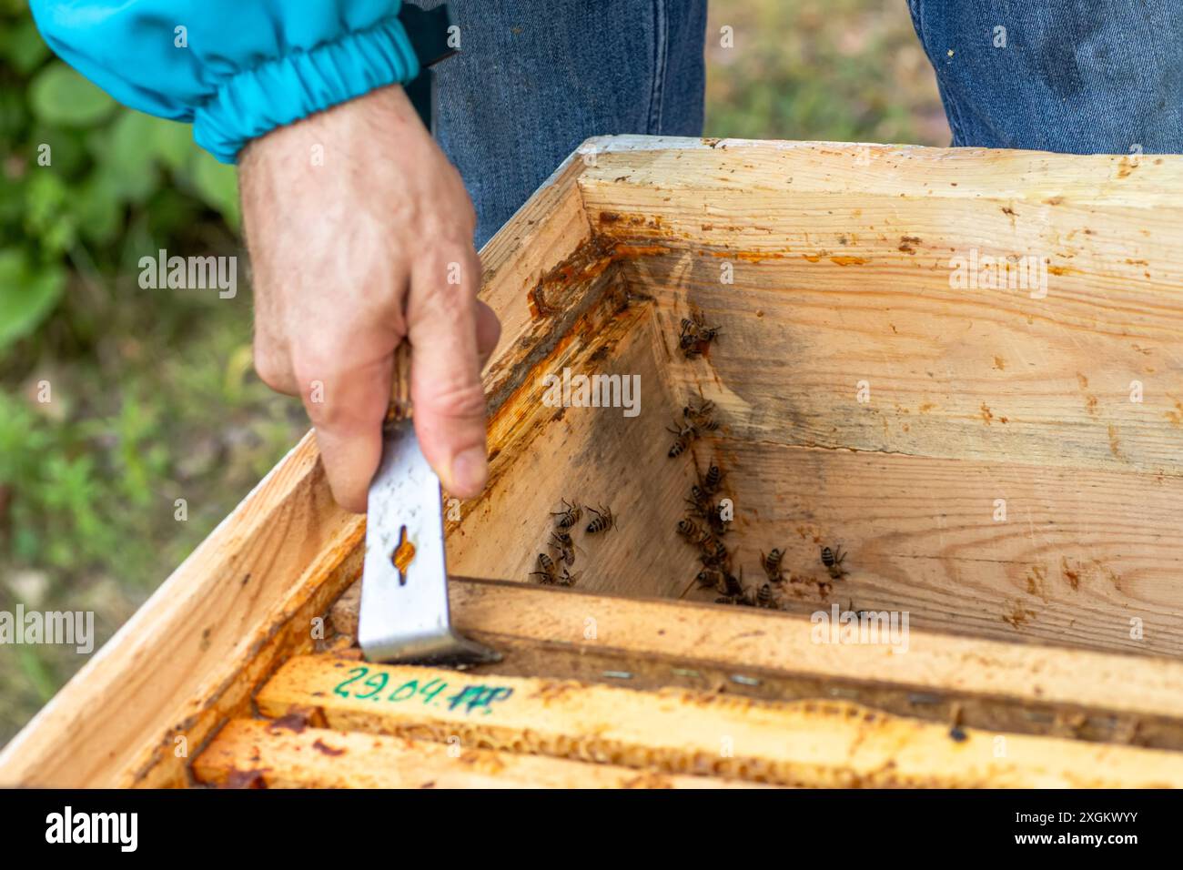 Beekeeper using a hive tool to pry open a beehive Stock Photo - Alamy