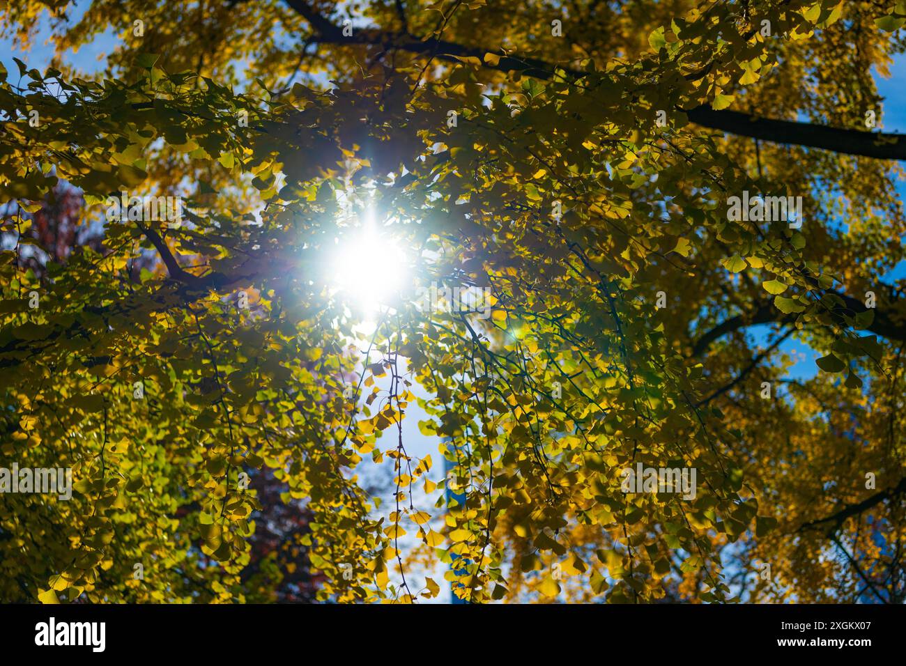 Yellow color foliage in fall forest. Autumn nature scene. Forest tree ...