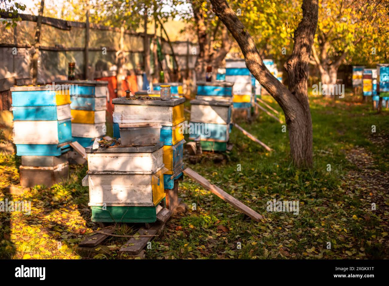 Colorful beehives in an autumn orchard Stock Photo - Alamy
