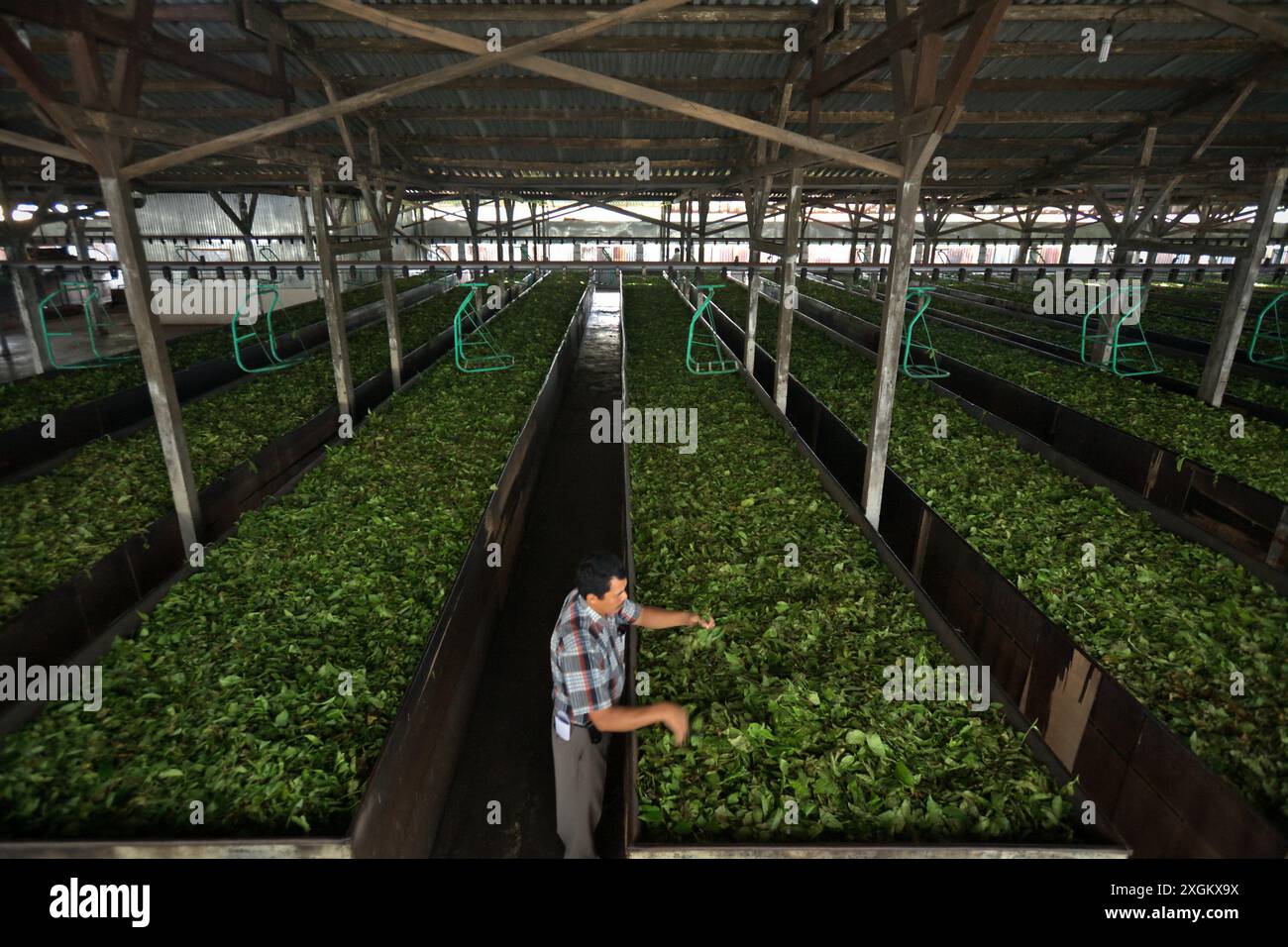 A worker checks the quality of fresh tea leaves at Kayu Aro tea factory ...