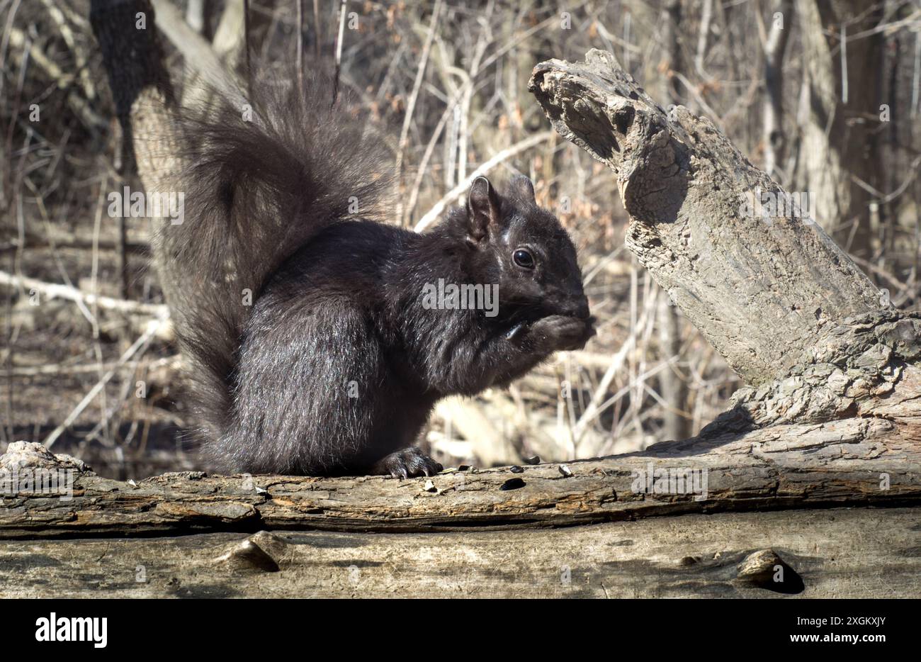 A black squirrel sits on a rotten log and chews on a sunflower seed in ...